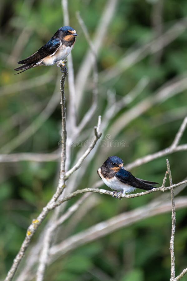 Barn Swallow in a Tree in Germany Stock Photo - Image of nature, tree ...