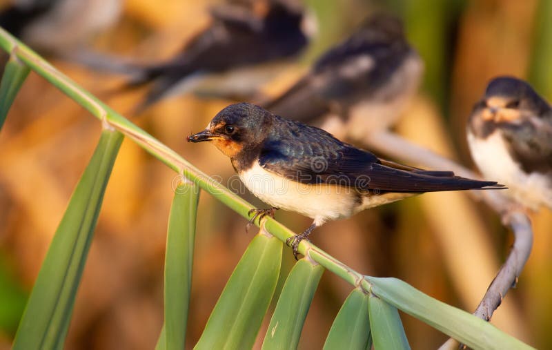 Barn Swallow, Hirundo Rustica. a Young Bird Holds a Fly in Its Beak ...