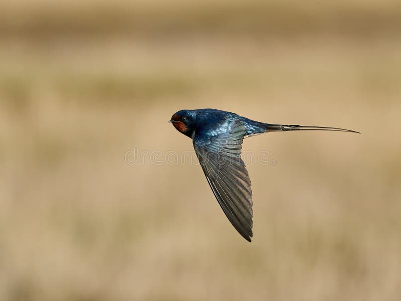 Barn Swallow Hirundo Rustica Stock Photo - Image of barn, wildlife ...
