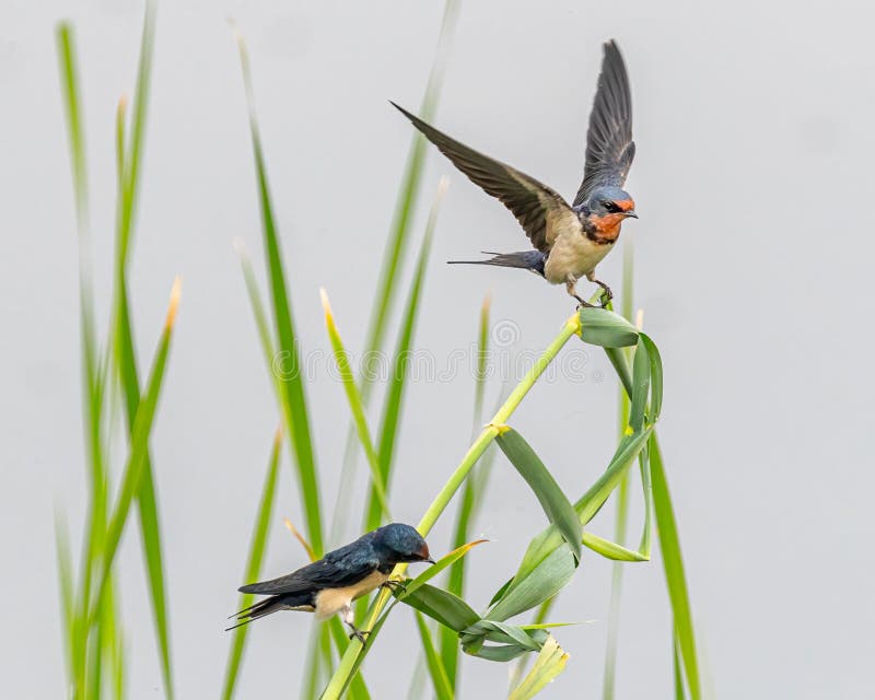 A Barn Swallow landing stock image. Image of white, nice - 277557427