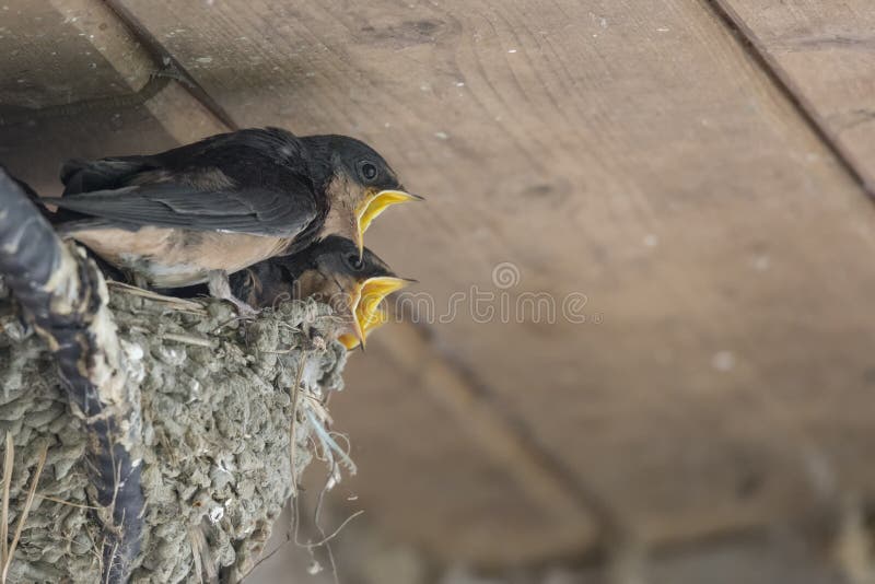 Barn swallow nest stock photo. Image of birds, barn - 188110974