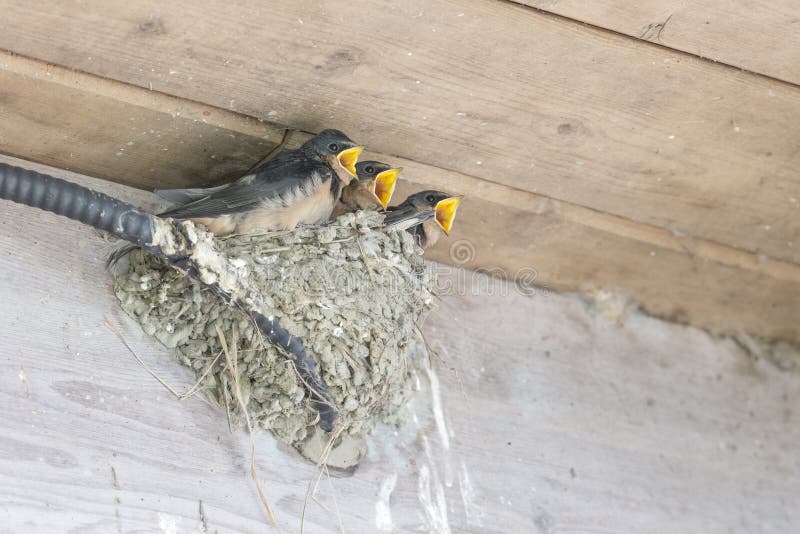 Barn swallow nest stock photo. Image of barn, avian - 188111006