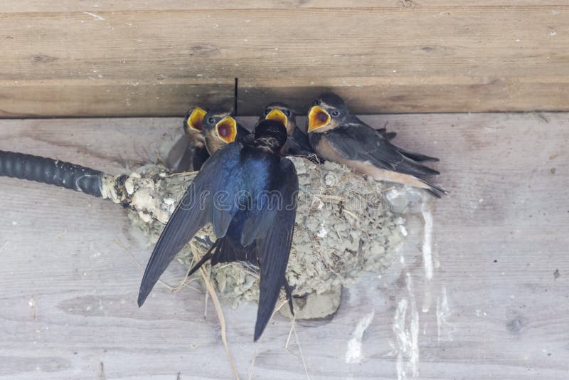 Barn swallow nest stock photo. Image of bird, wildlife - 188111046
