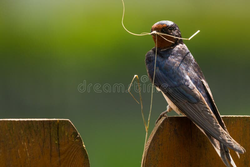 Barn Swallow with Nesting Material Stock Image - Image of nestbuilding ...