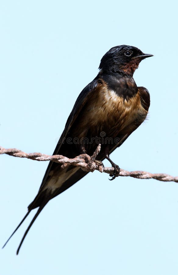 Barn Swallow with Oil on Feathers Stock Photo - Image of hirundo ...