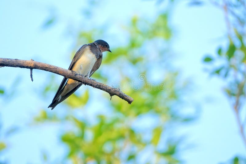 Barn swallow stock photo. Image of birds, tree, stands - 154789802