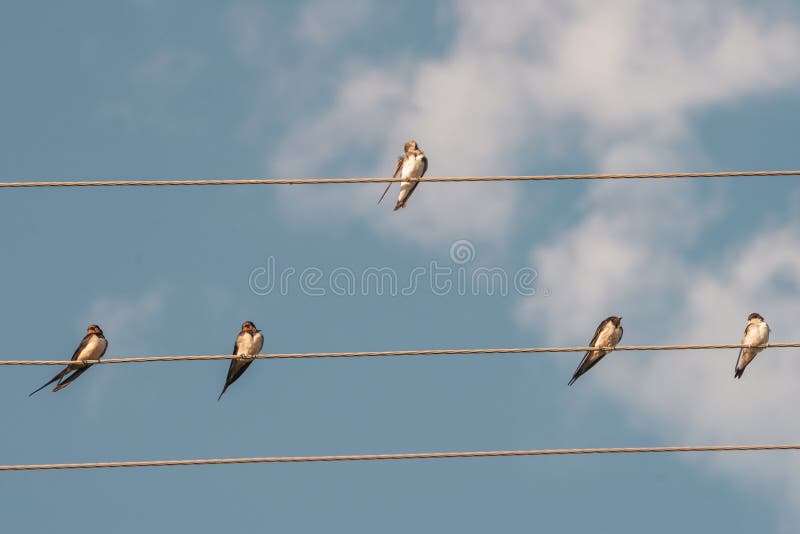 196 Identify Animals Stock Photos - Free & Royalty-Free Stock Photos ...