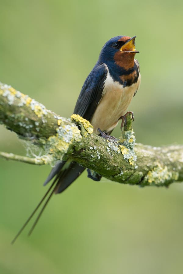 Barn Swallow, Hirundo Rustica, Lying Stock Image - Image of wildlife ...