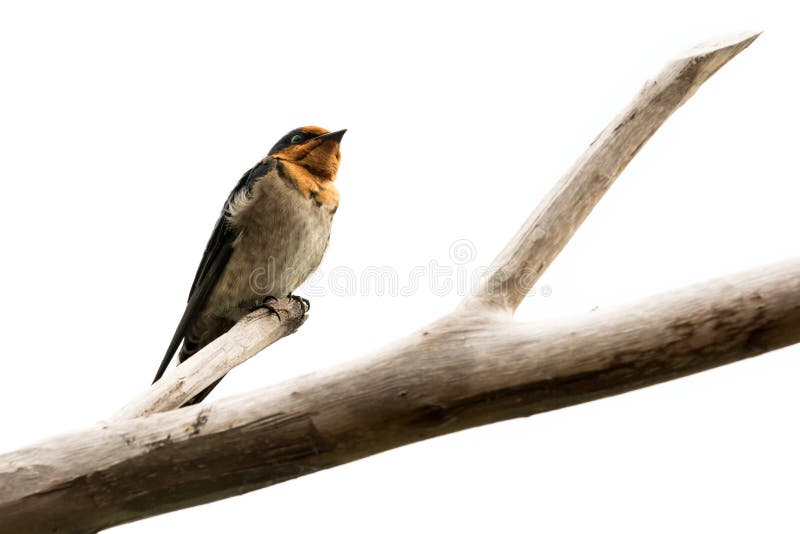 Barn Swallow stock image. Image of jungle, tropical, forest - 34868979