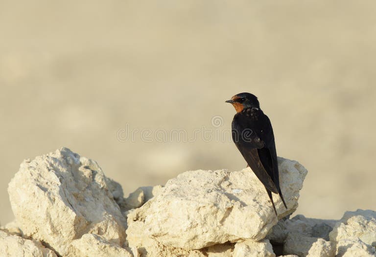 Barn swallow stock photo. Image of jasra, blue, limestone - 74367676