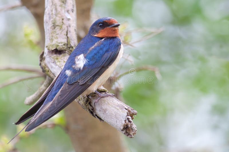 Barn Swallow stock photo. Image of marsh, barn, plumage - 67330938