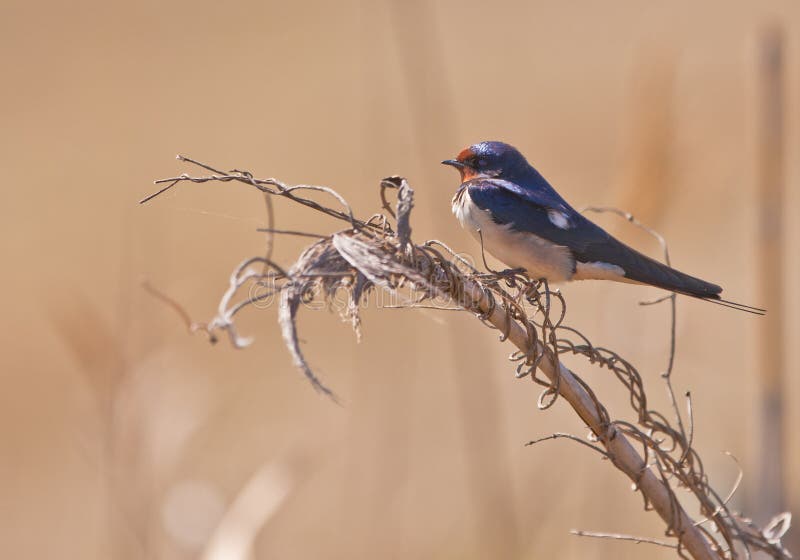 Barn Swallow stock image. Image of detailed, colors, european - 27413597