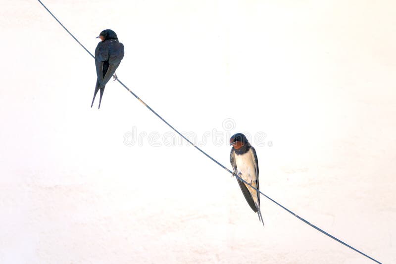 Barn swallow stock photo. Image of life, bird, rustica - 185352552
