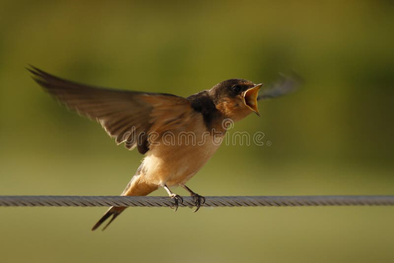 Barn Swallow on a Wire Flapping Its Wings and Calling with Open Beak ...