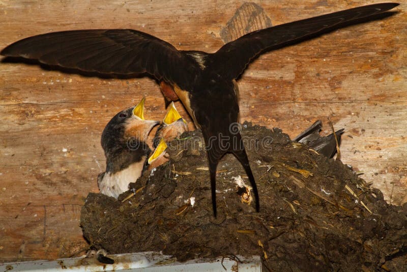 Barn swallow and young stock photo. Image of young, passerine - 95543892
