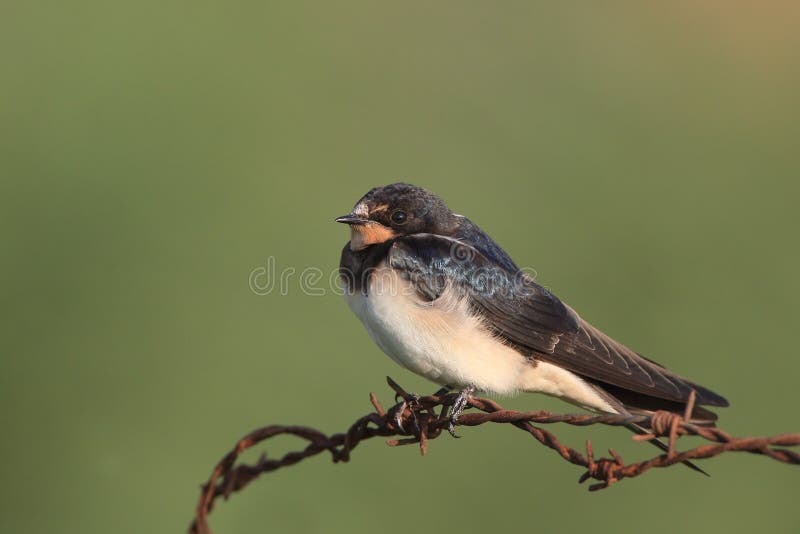 Barn Swallow stock photo. Image of bakkersnatuur, wings - 58463208