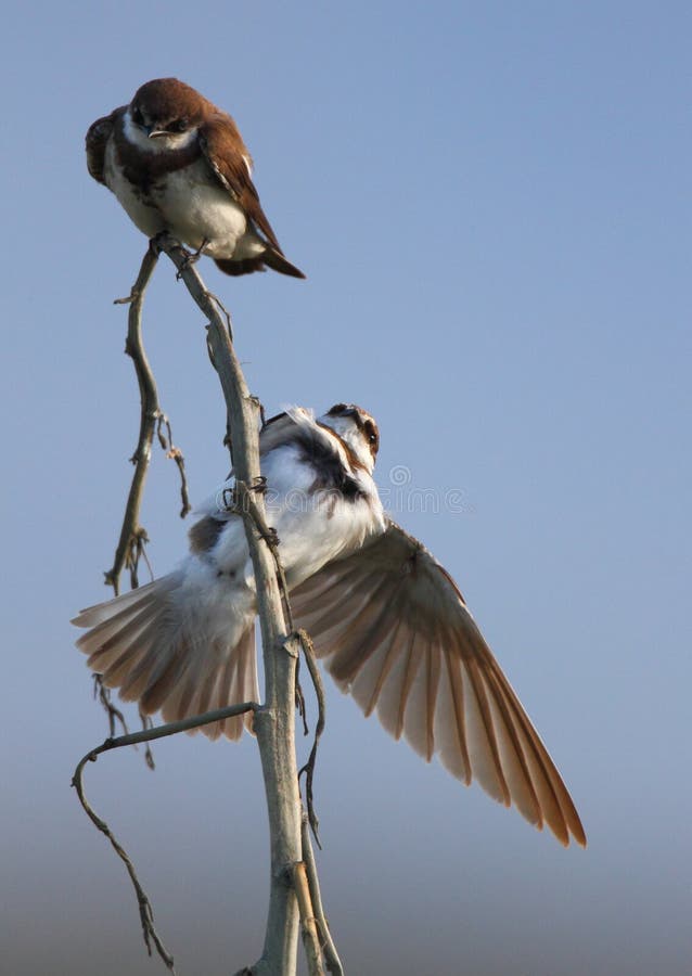 Two Barn Swallows Flying on the River Bank. a Colony of Wild Birds ...