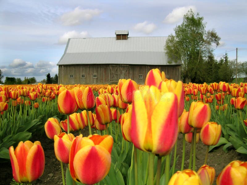 Tulip Barn and Horizon stock photo. Image of state, pacific - 694822