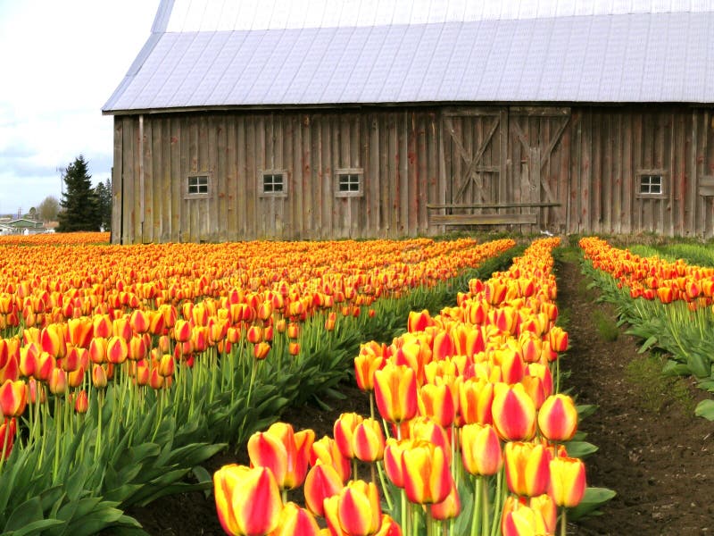 Tulip Barn and Horizon stock photo. Image of state, pacific - 694822