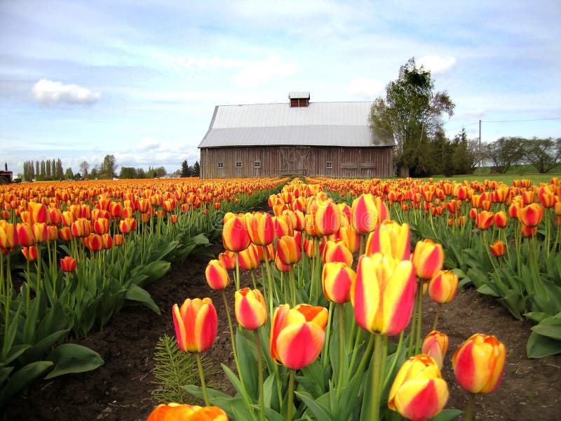 Tulip Barn and Horizon stock photo. Image of state, pacific - 694822