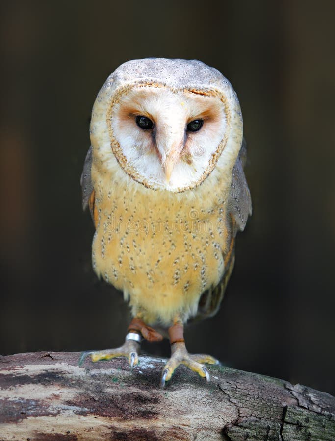 Barn Owl (Tyto Alba) stock photo. Image of wingspan, prey - 18385540