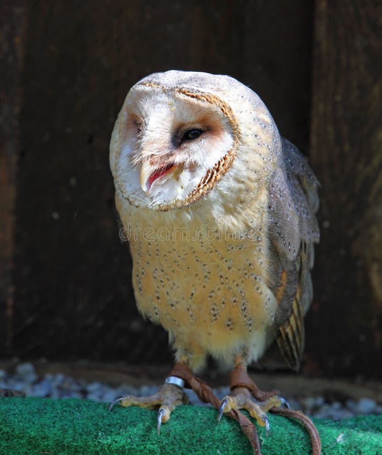 Barn Owl (Tyto Alba) stock photo. Image of wingspan, prey - 18385540