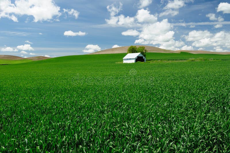 Barn in wheat field stock image. Image of landscape, palouse - 15793739