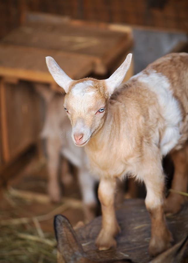 Barn Yard Farm Animal Baby Billy Goat Stock Image - Image of young ...