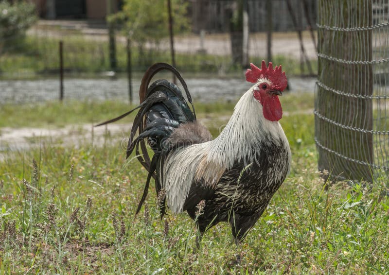 Barn Yard stock image. Image of farm, chicken, rail, poultry - 70465841