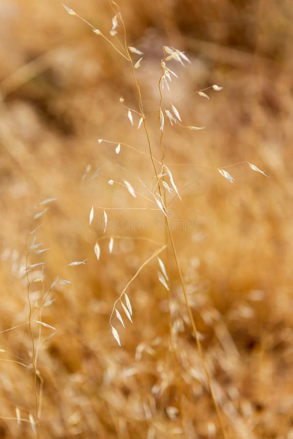 Barna Oats, a Kind of Wild Oats Stock Photo - Image of barbata, nature ...