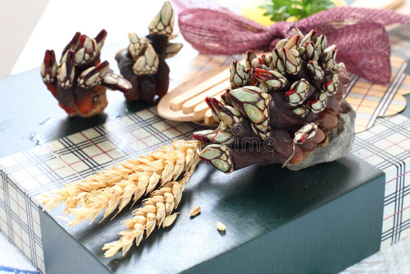 Barnacle stock photo. Image of detail, food, exquisite - 17429966