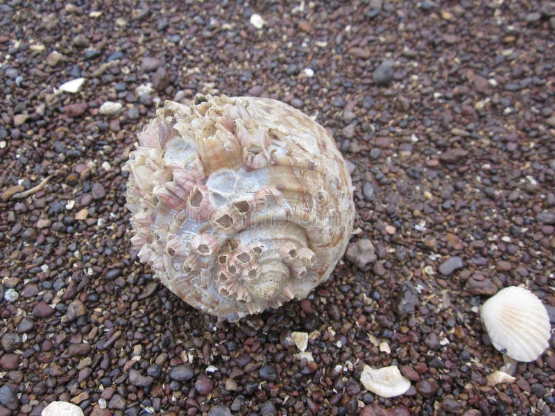 Barnacle Shell stock photo. Image of encrusted, shell - 29545622