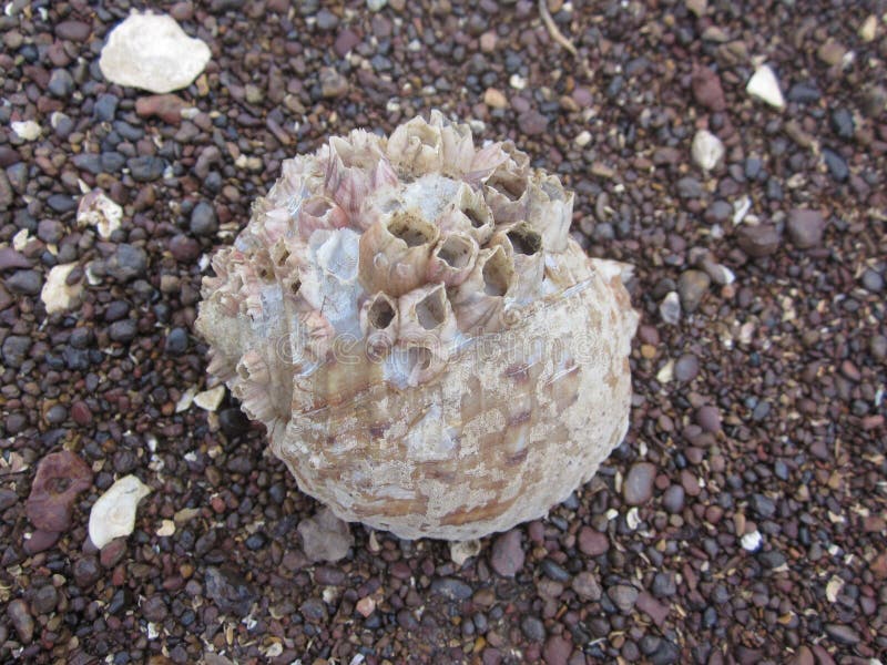 Barnacle. stock image. Image of clutch, ecology, group - 88101187