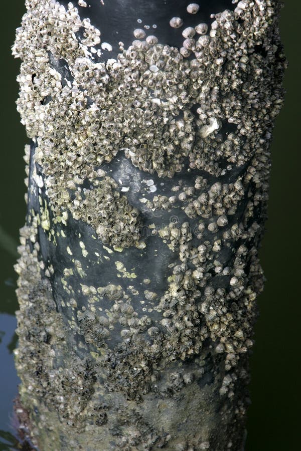 Barnacle Growth on the Hull of a Sailboat. Ready To Be Scraped, Cleaned ...