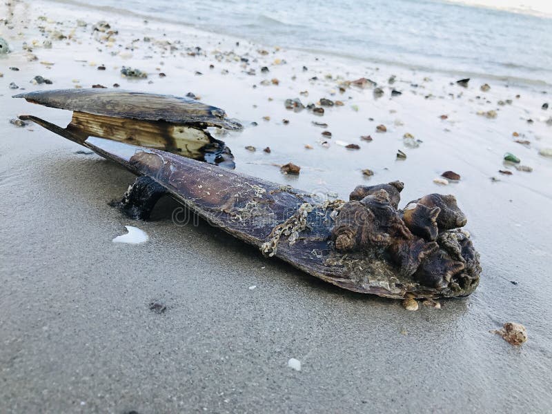 Barnacle Attached To a Shell on the Beach. Stock Image - Image of cling ...