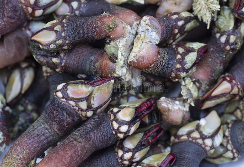 Crsutaceo Stock Photos - Free & Royalty-Free Stock Photos from Dreamstime