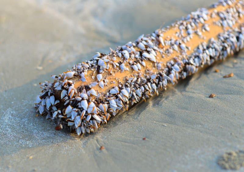 Barnacle catch wood stock photo. Image of ocean, crowded - 39456714
