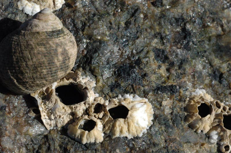 Barnacle Closeup Found Along Shoreline Stock Photo - Image of ocean ...