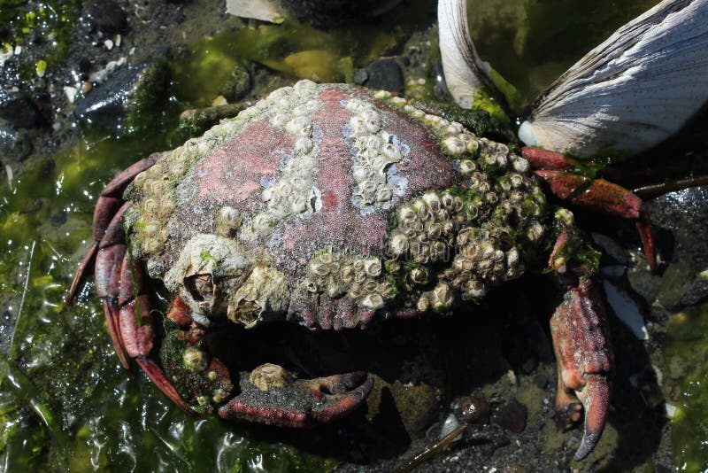 Barnacle Shell stock photo. Image of ocean, arthropod - 29545622