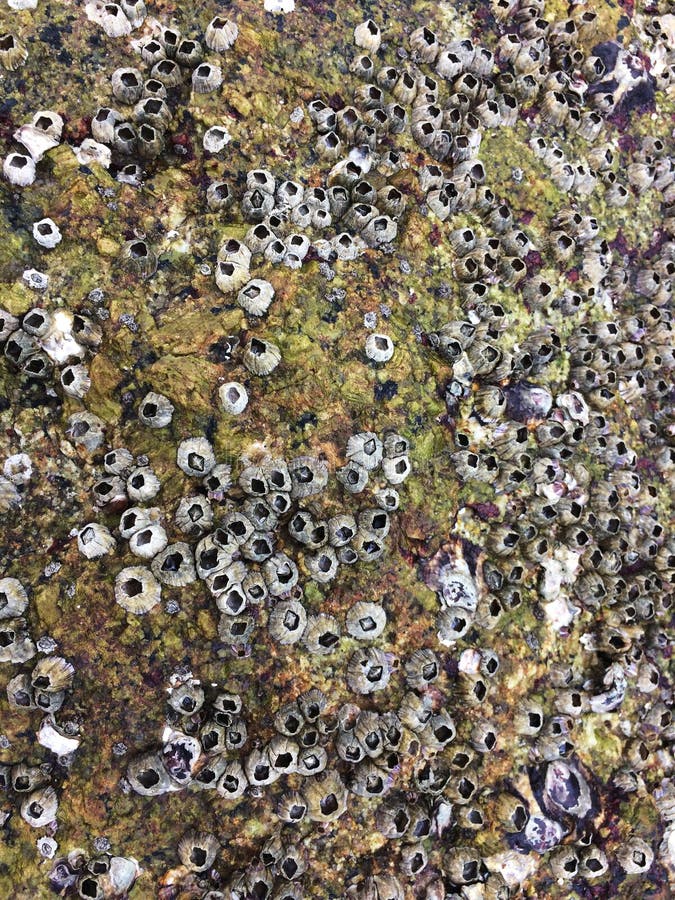 Barnacle Colony on the Trock Stock Image - Image of marine, arthropod ...