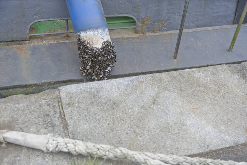 Barnacle Covered Pipe by the Harbor Stock Photo - Image of environment ...