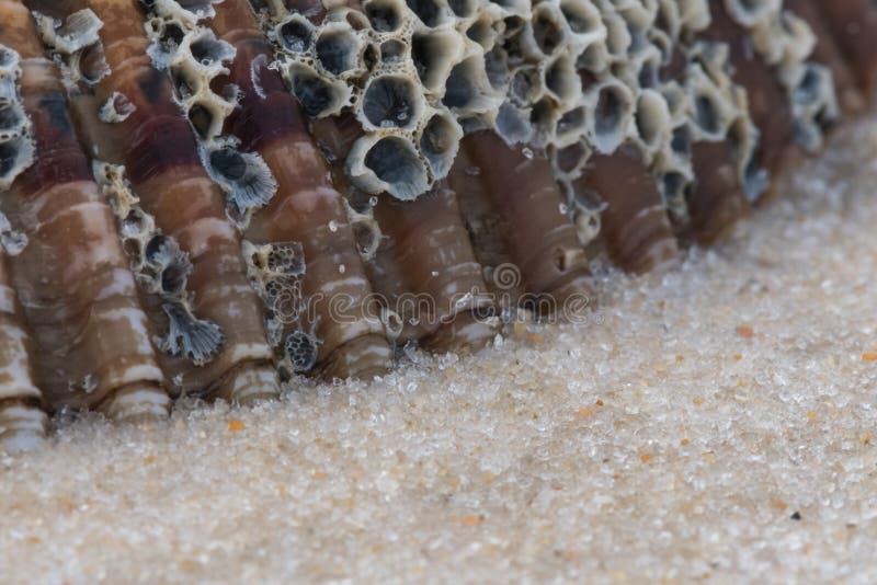 Barnacle Shell stock photo. Image of encrusted, shell - 29545622