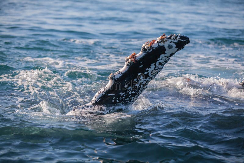 Barnacle Encrusted Fluke of a Humpback Whale Stock Image - Image of ...