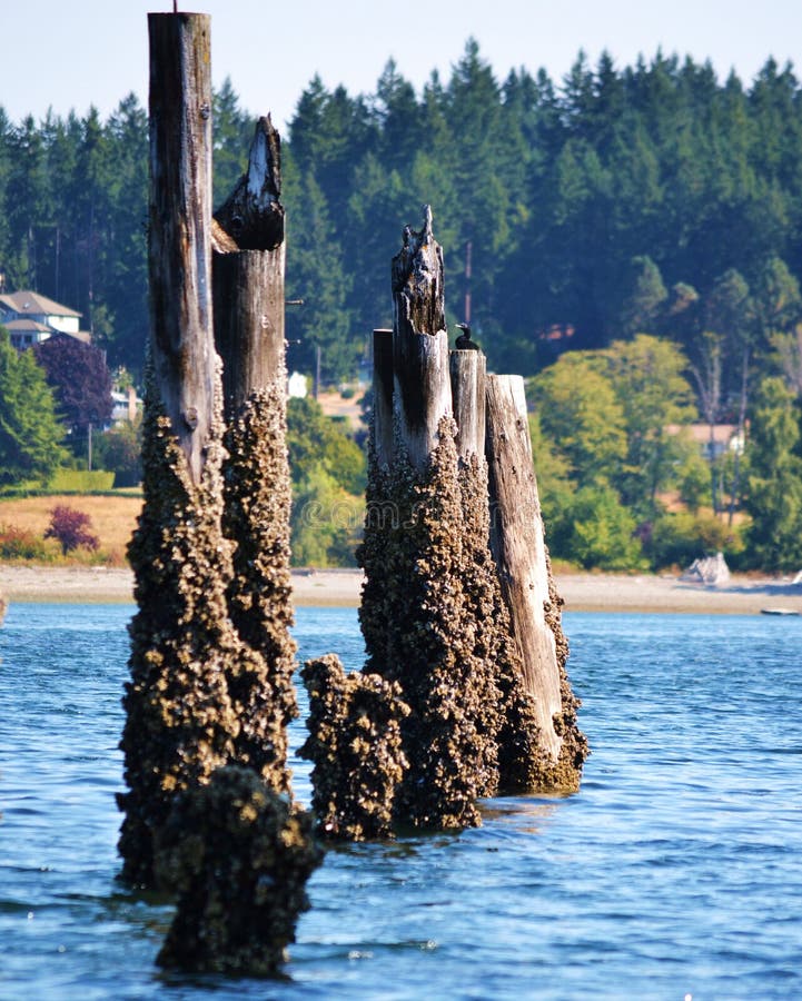 Barnacle encrusted pilons stock photo. Image of nature - 83913168