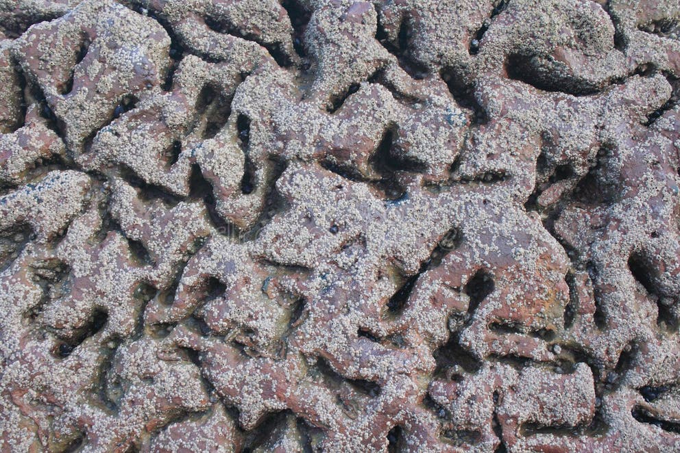 Barnacle Encrusted Rock stock image. Image of shore, barnacle - 12503463