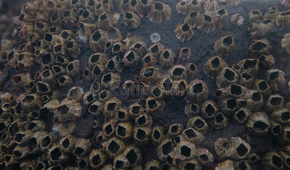 Barnacle and friend stock photo. Image of friend, phobia - 371225548