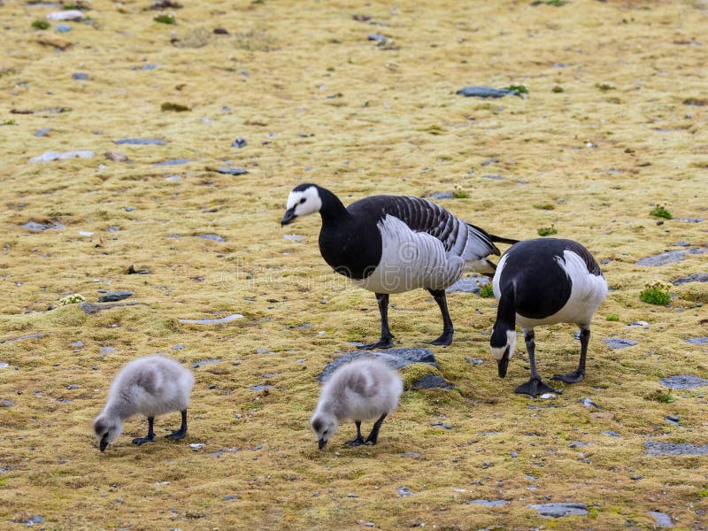 Barnacle Geese with Chicks - Arctic, Spitsbergen Stock Image - Image of ...