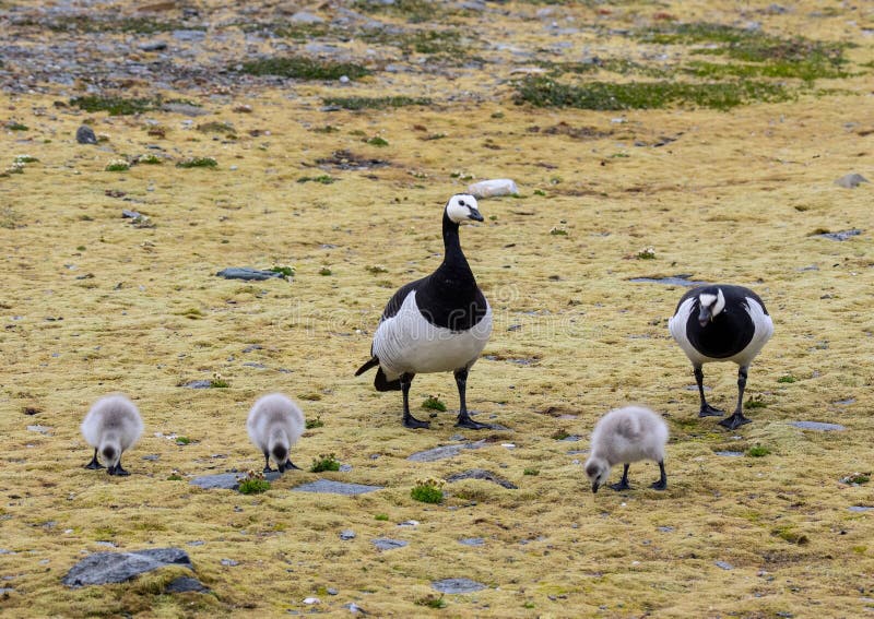 Barnacle Geese Chicks Arctic Spitsbergen Stock Photos - Free & Royalty ...