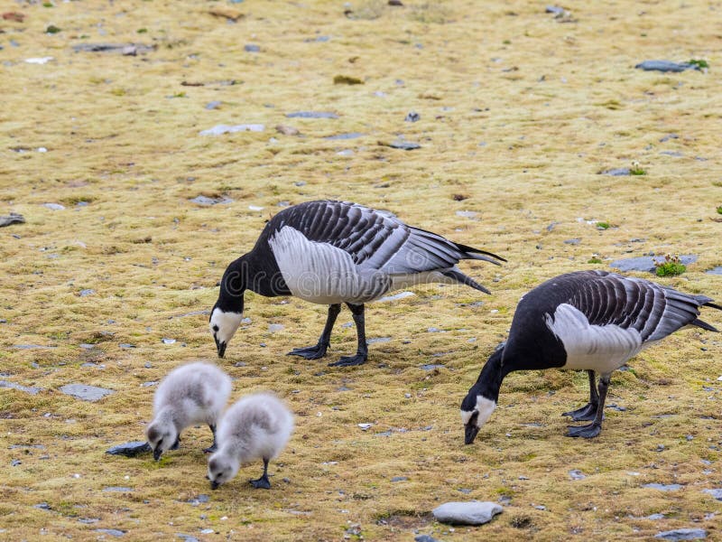 Geese Chicks stock photo. Image of loveable, geese, chicks - 122692