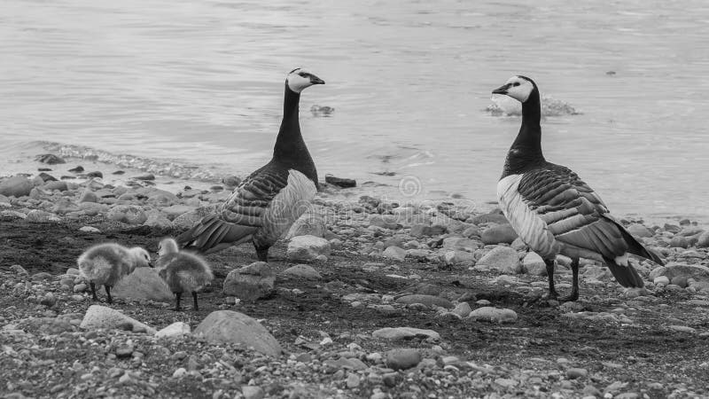 Barnacle geese stock image. Image of gees, geese, bird - 60153087